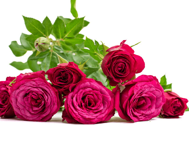 CHEYENNE - Karen Roses