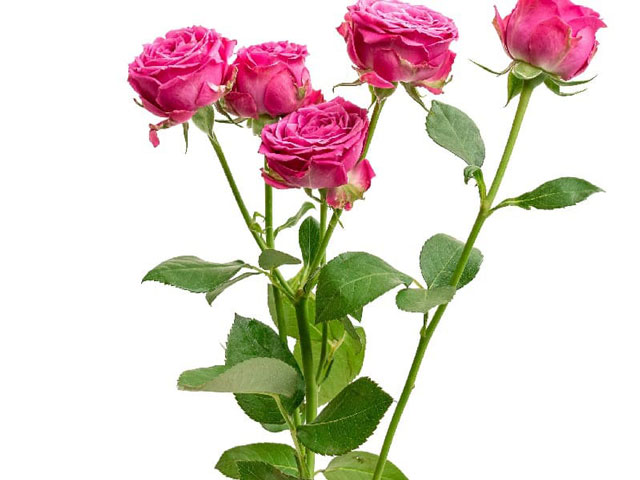 CLASSIC SENSATION - Karen Roses