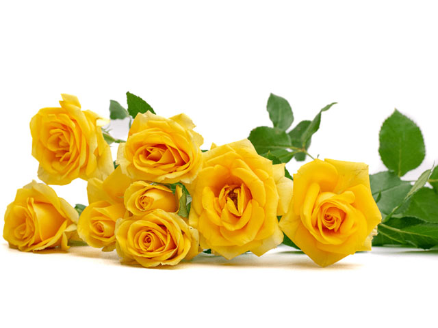 MARISA - Karen Roses