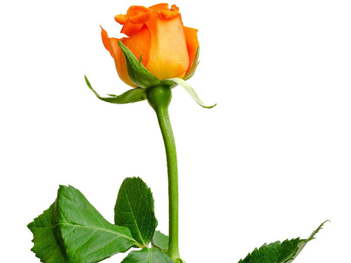 COPACABANA - Karen Roses