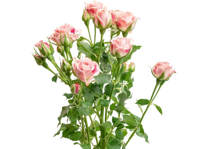 FLINDERS LANE - Karen Roses