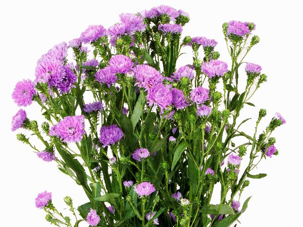 Flowers Catalogue - Karen Roses