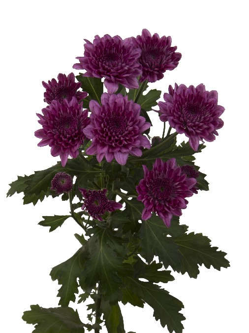 Flowers Catalogue - Karen Roses