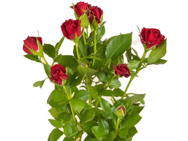 Flowers Catalogue - Karen Roses